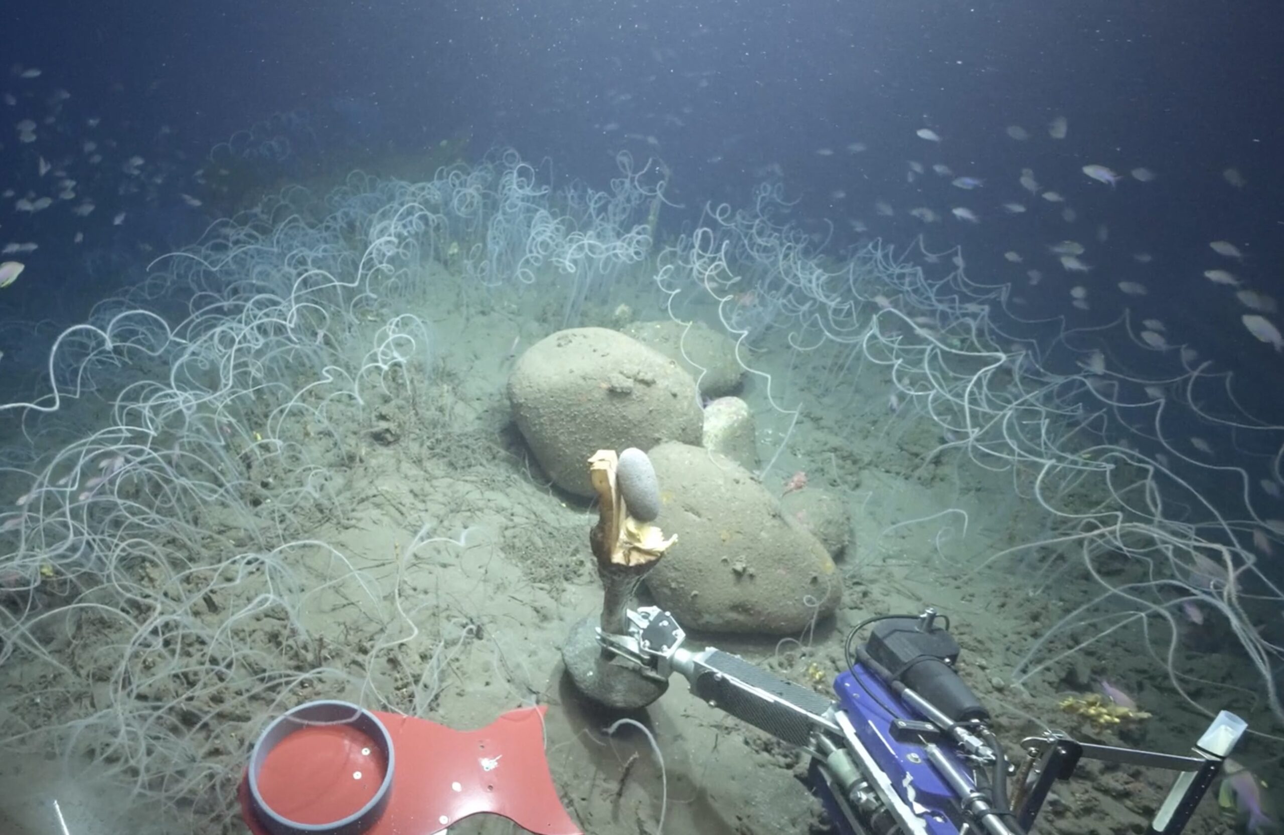 Deep Sea Art Project – Fundação Rebikoff-Niggeler